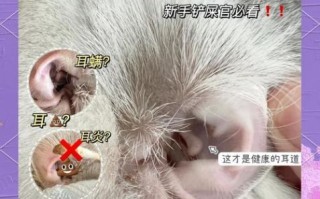 猫耳朵怎么清理_猫耳朵清洁用什么好