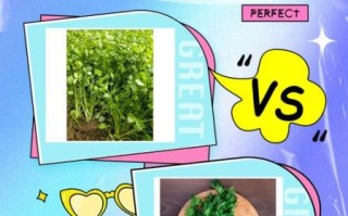 大芫荽和香菜的区别_哪个更好吃