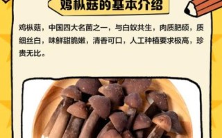 鸡枞多少钱一斤_鸡枞菌价格行情