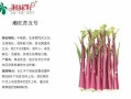 菜苔图片大全_如何区分红菜苔与白菜苔