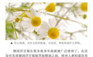 洋甘菊纯露的功效与作用_洋甘菊纯露怎么使用
