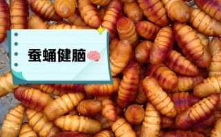 雄蚕蛹的功效与作用_雄蚕蛹怎么吃效果最好