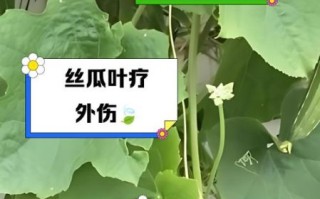 丝瓜叶的功效与作用_丝瓜叶的禁忌有哪些