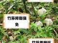 竹荪的功效与作用_竹荪的禁忌人群有哪些