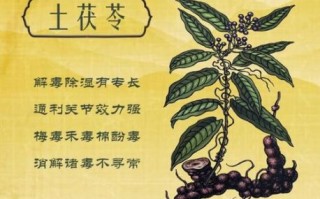 土茯苓的功效与作用_土茯苓能治疗什么病