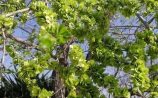 榆钱树图片大全_榆钱树长什么样