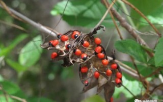 相思豆是什么植物_相思豆有毒吗