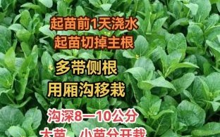 油菜种植技术及施肥方法_油菜怎么施肥更高产