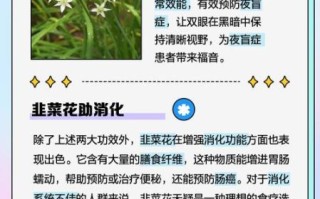 韭菜花的花苞能吃吗_韭菜花苞怎么做好吃