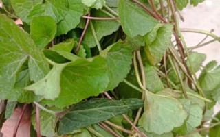 马蹄草图片长什么样_马蹄草的功效与作用