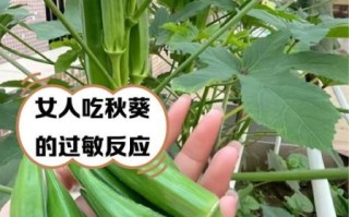 女性为什么不能吃秋葵_秋葵对女性的危害