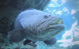 最贵的石斑鱼有哪些_为什么龙趸鱼价格最高