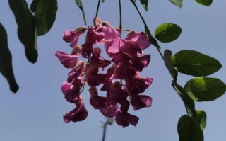 红槐花能吃吗_红槐花与香花槐区别