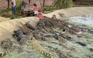 鳄鱼养殖赚钱吗_鳄鱼养殖需要什么条件