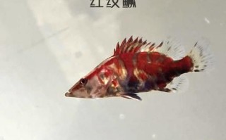 鳜鱼苗怎么挑选_鳜鱼苗价格多少钱一斤