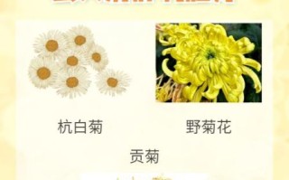 菊花有哪些种类_菊花功效与作用有哪些