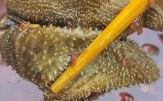 小肥羊加盟费多少钱_小肥羊加盟条件