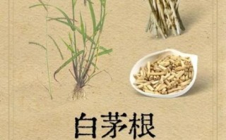 白茅根的功效与作用及用量_白茅根一天吃多少克