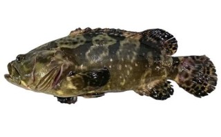 龙胆石斑鱼多少钱一斤_龙胆石斑鱼价格为什么波动大