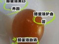 醋蛋液的正确吃法_什么时候喝效果最好