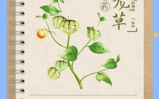 灯笼草可以治疗什么_灯笼草的功效与作用