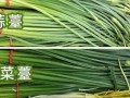 韭苔和韭菜的区别_哪个营养价值更高