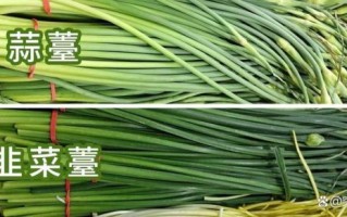 韭苔和韭菜的区别_哪个营养价值更高