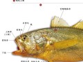 黄鱼图片大全_黄鱼种类怎么区分