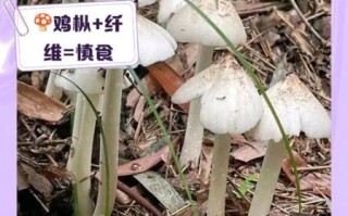 鸡枞菌不能和什么一起吃_哪些人不宜吃鸡枞菌