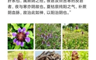 夏枯草的功效与作用及副作用_夏枯草能长期喝吗