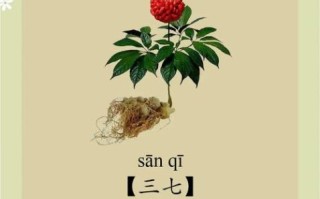 三七的功效与作用有哪些_三七主治什么病