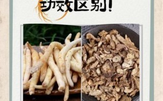 南沙参的功效与作用_南沙参适合什么人吃