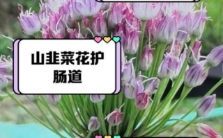 长期吃韭菜花的危害_韭菜花吃多了有什么坏处