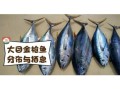10斤金枪鱼多少钱_金枪鱼价格为什么差距大