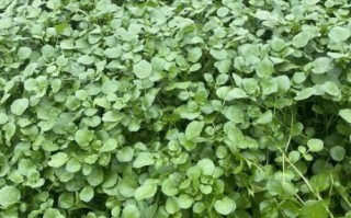 豆瓣菜有什么功效_豆瓣菜怎么吃最营养