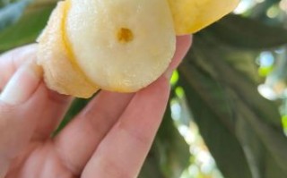 枇杷怎么保存时间长_枇杷图片怎么拍好看