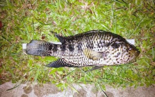 野生淡水石斑鱼有毒吗_淡水石斑鱼毒性真相