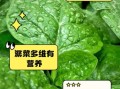 潺菜有什么功效_潺菜怎么吃最营养