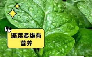 潺菜有什么功效_潺菜怎么吃最营养