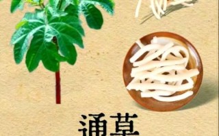 大通草的功效与作用_孕妇能吃吗