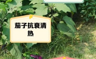 茄子能降血压吗_茄子有哪些禁忌症