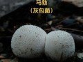 马勃菌为什么不能碰_误食中毒怎么办