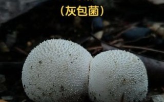 马勃菌为什么不能碰_误食中毒怎么办