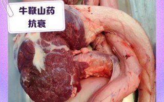 牛鞭壮阳汤的做法大全_牛鞭壮阳汤怎么炖最补肾