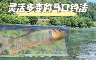 马口鱼怎么钓_马口鱼吃什么饵