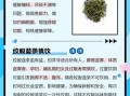 绞股蓝茶的功效与作用_绞股蓝茶哪些人不能喝