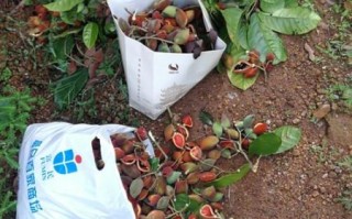 野生九层皮树长什么样_如何辨别九层皮树真假