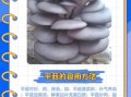 平菇种植技术培训_平菇栽培常见问题