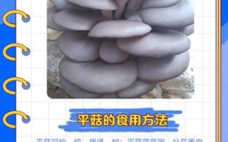 平菇种植技术培训_平菇栽培常见问题