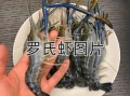罗氏虾怎么做好吃_罗氏虾和基围虾的区别